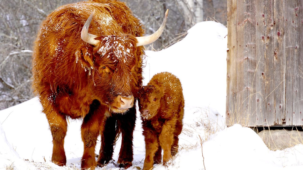 Welcoming a calf in the middle of a blizzard