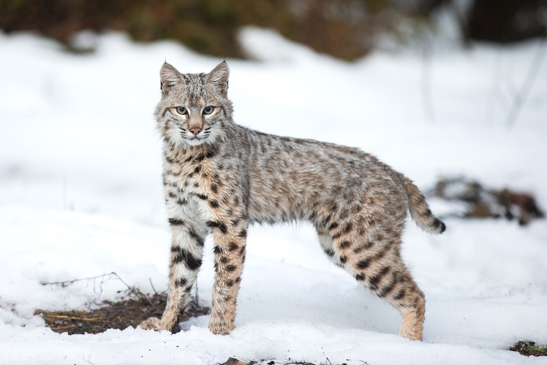 Bobcat sees empty box and morphs into purring house cat (video)