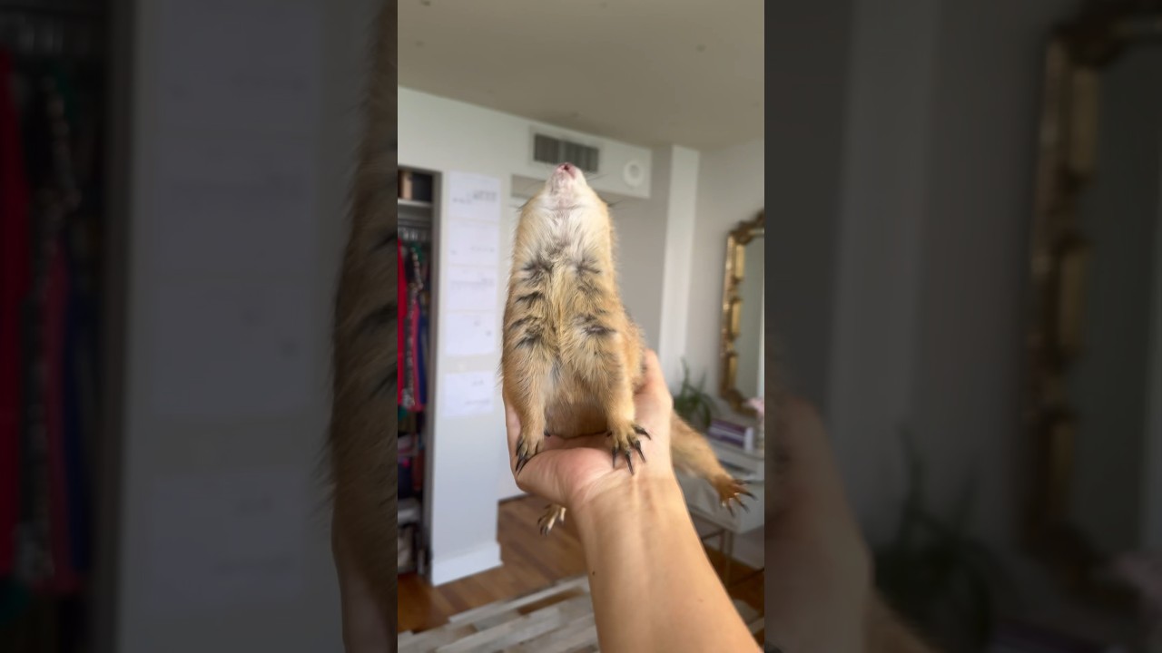 Prairie dog’s wahoo sends energy through its tiny legs