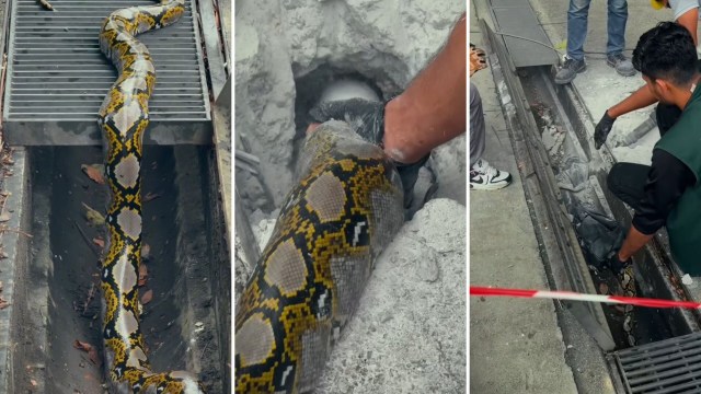 Videographer catches incredible scene as enormous python is removed ...