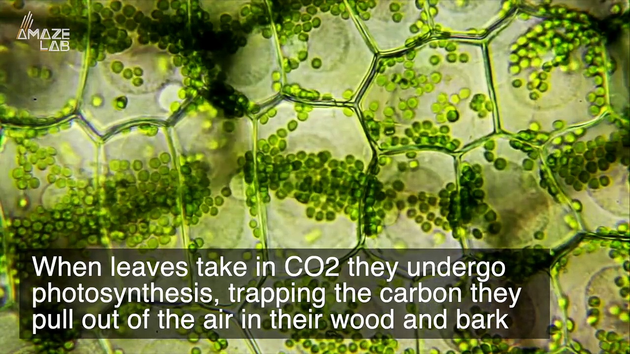 This New Study Proves That Trees Actually Have a Major Climate Change ...