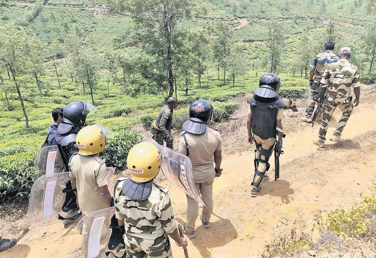 Self defence shot kills tiger that terrorised Vandiperiyar