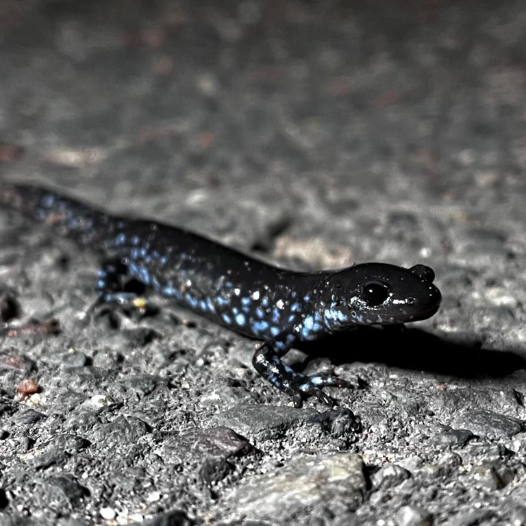 Blue spotted salamander migration beginning this week in Marquette