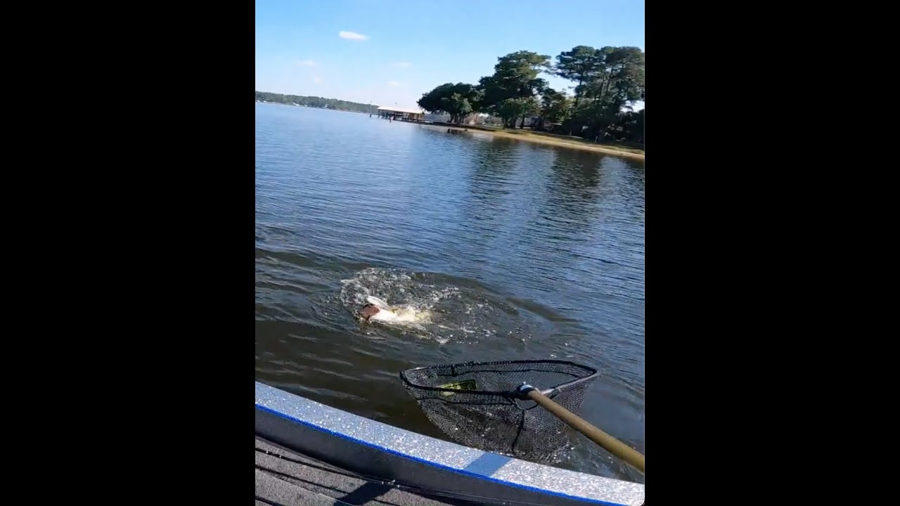 Cannot believe giant fish finally bit my lure