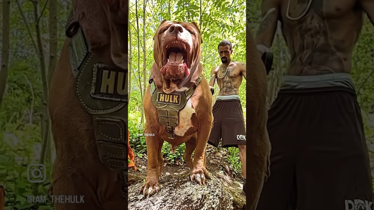 A dog so huge he could be king of the jungle