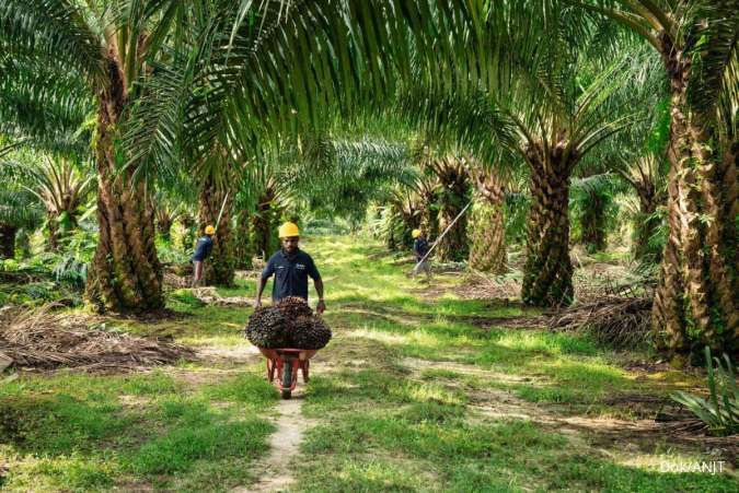 Austindo Nusantara (ANJT) Baru Serap Capex 28,6% dari Anggaran Tahun 2025