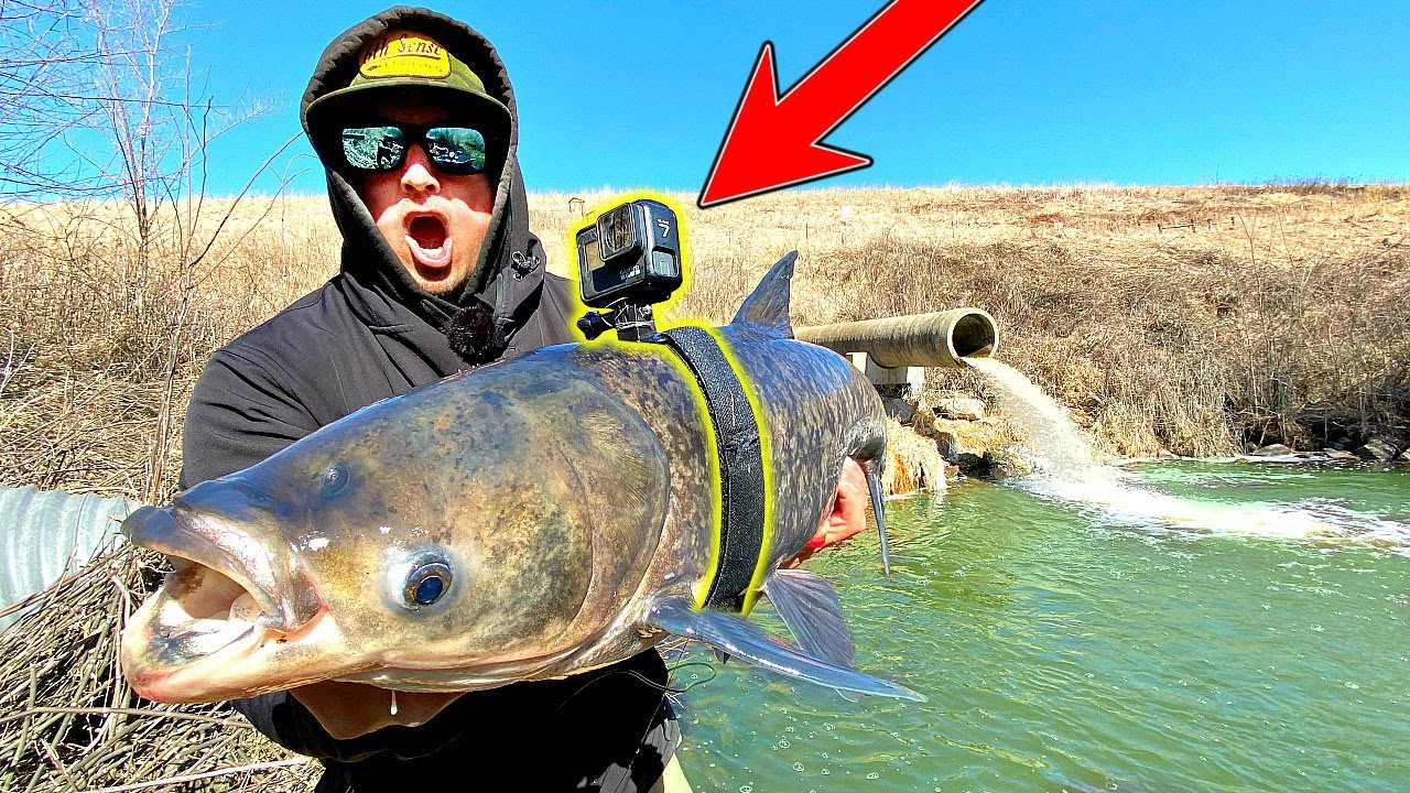 Predator's Perspective: Underwater Action from a Dangerous Fish