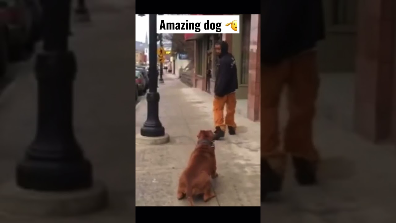 Big dog practices moving backwards perfectly in training session