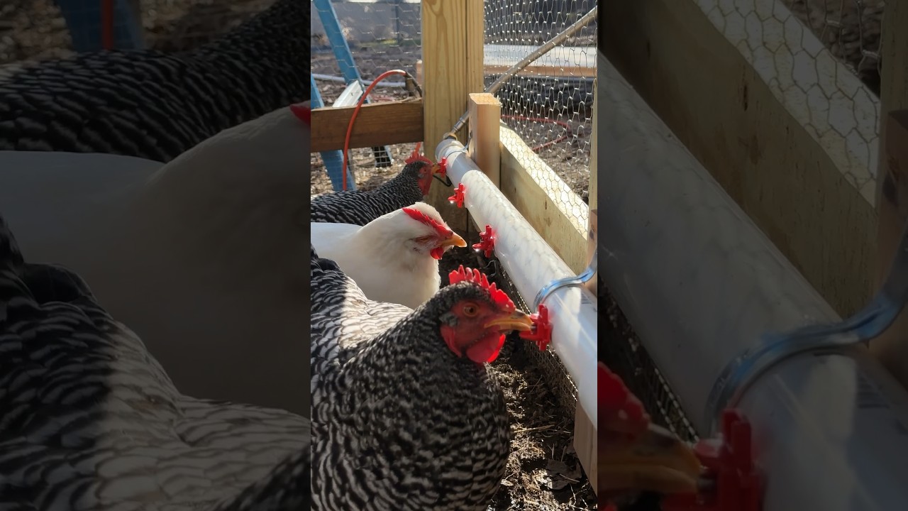 The Ultimate Chicken Water System.