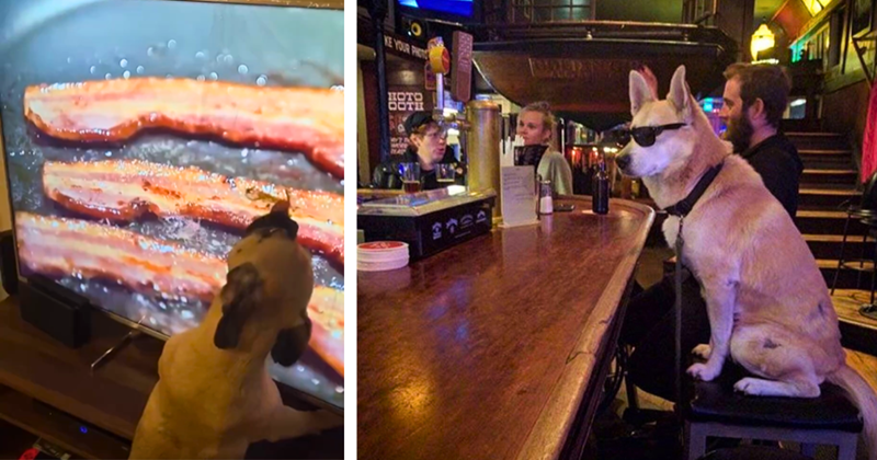 23 Cool Dogs Doing Their Doggo Thing to Help You Howl With Laughter