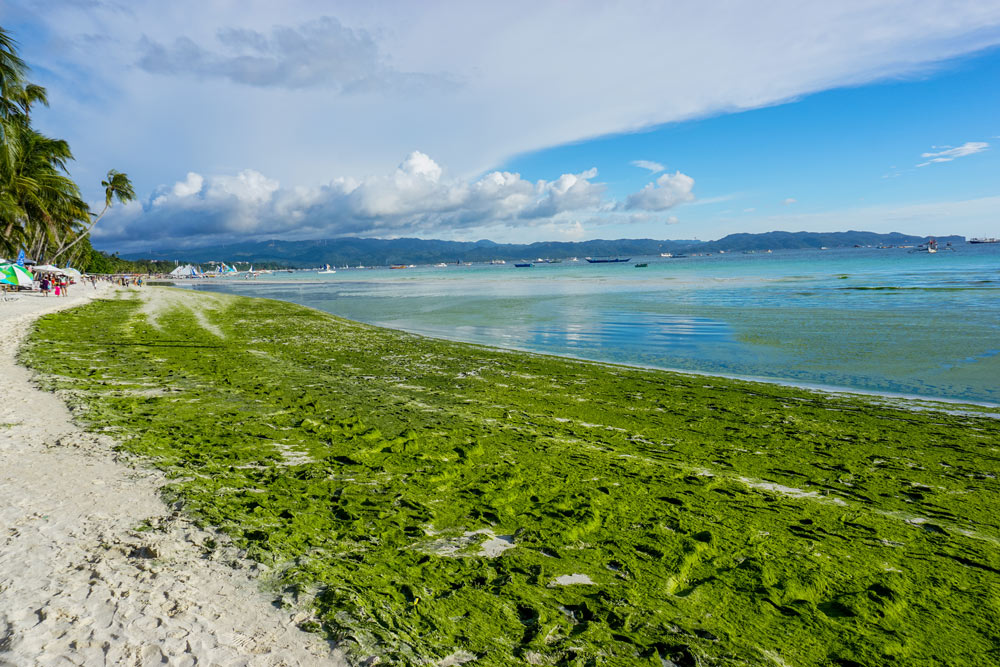 Today I Learned: The Science Behind the Green Algae in Boracay