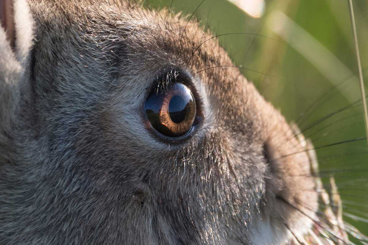 Spiritual Meaning of a Rabbit Crossing Your Path