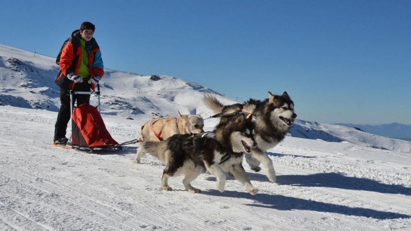 Manuel Calvo Ariza: Un Joven Aventurero que Censará los Perros ...