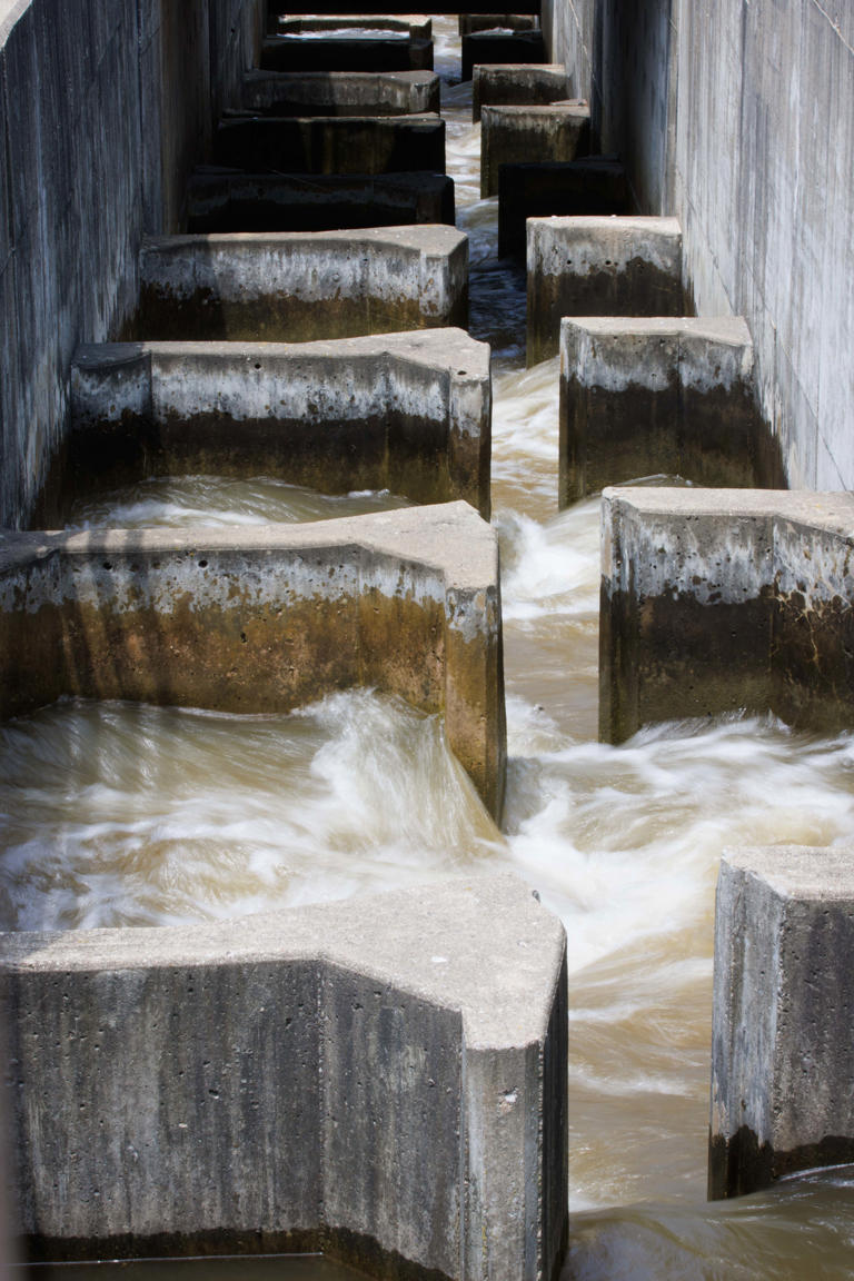 New website counts steelhead, coho and chinook salmon and trout in ...