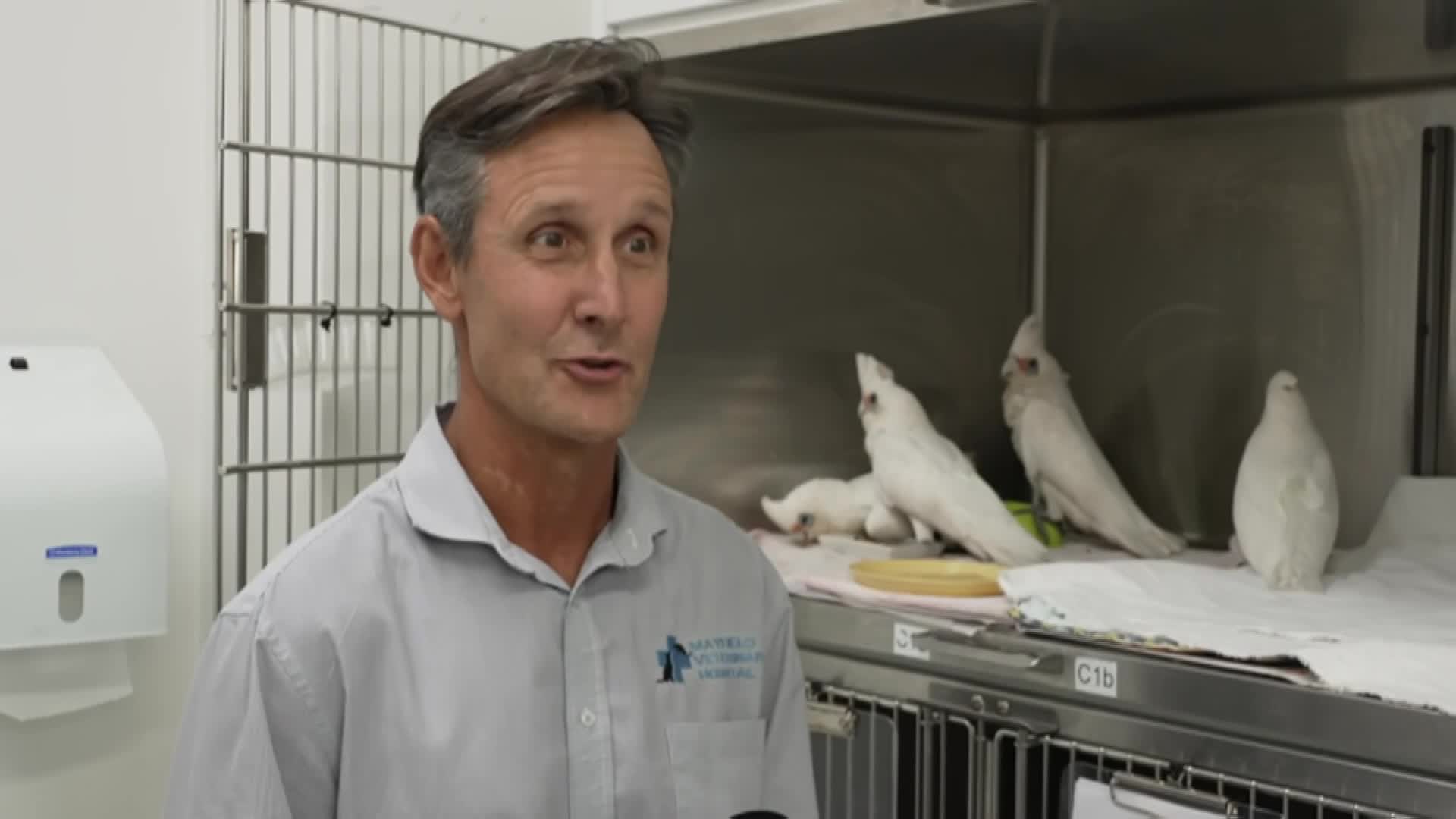 EPA investigates after hundreds of corellas found dead in Newcastle