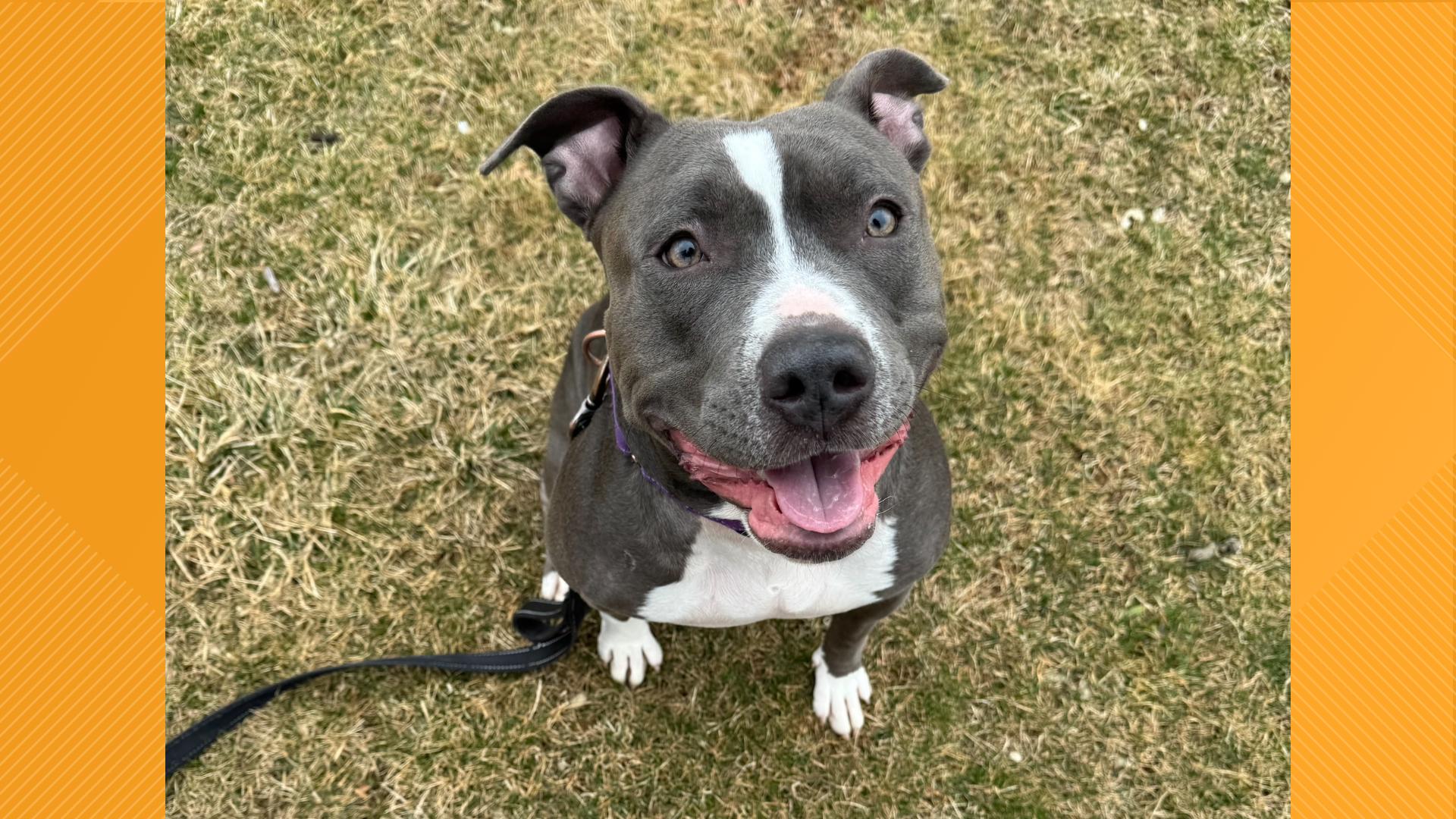 Furry Friends | Meet Phoebe, the dog!