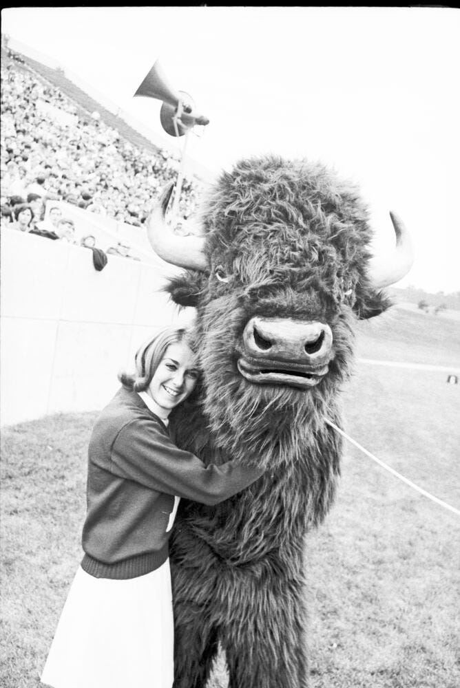 Bring back the bison: Could IU's long-lost beast of a mascot make an ...