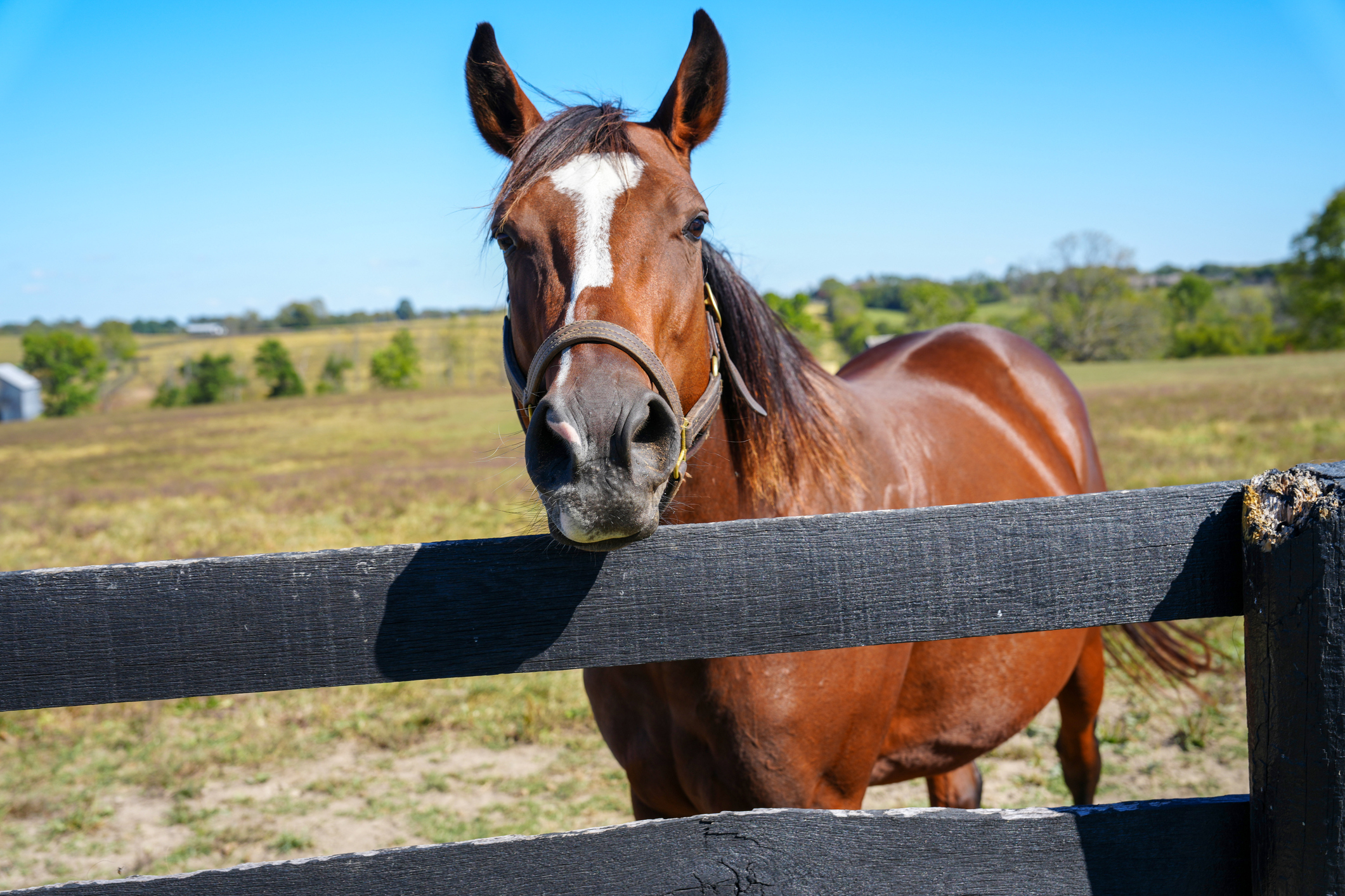 Woman Sending Sister Vet Bill After What She Did With Horses Backed