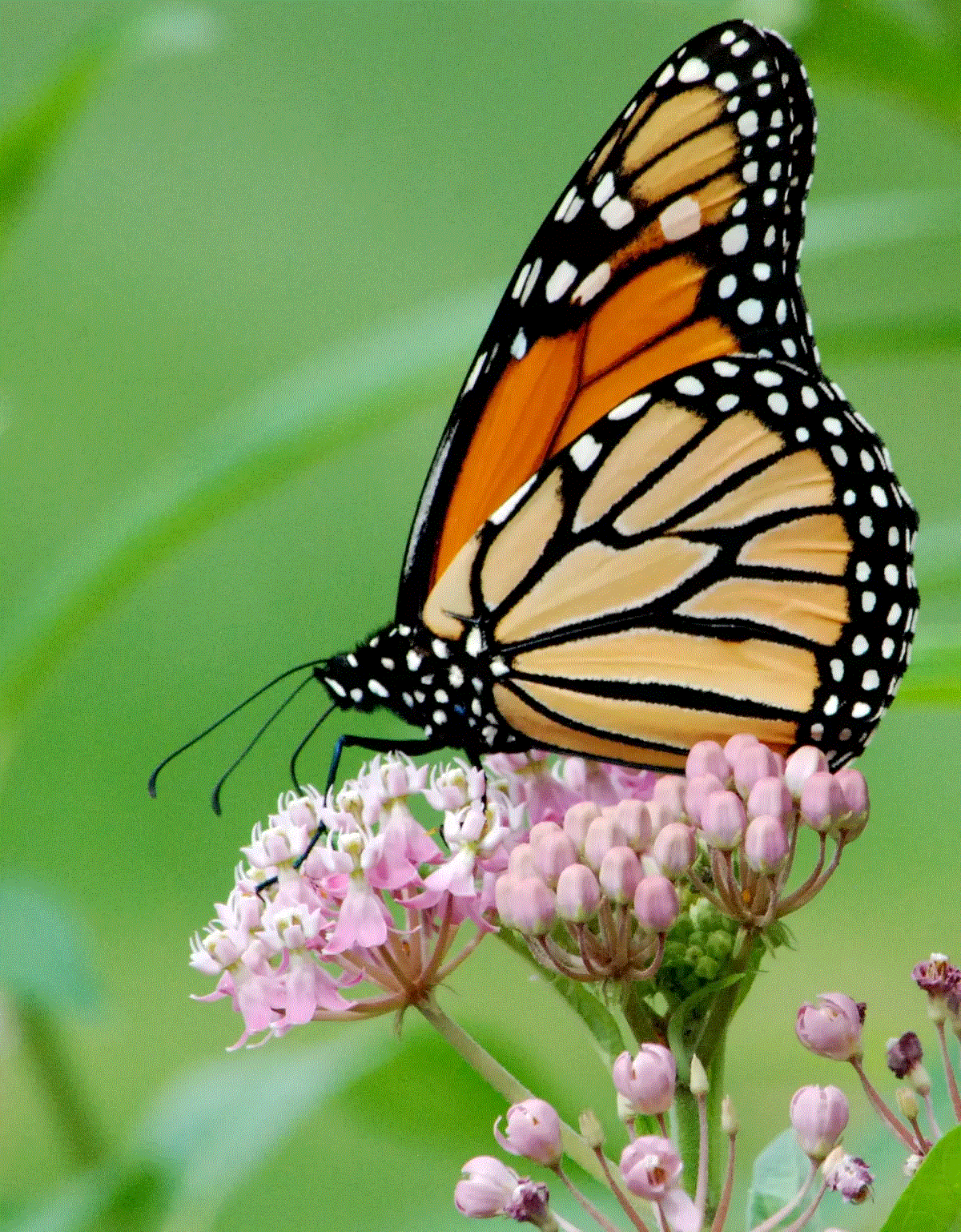Monarch butterflies are on the move. When they'll arrive in Michigan