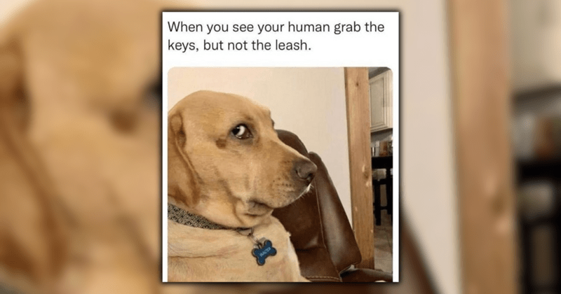 23 Captivating Canine Memes To Play Fetch With During Your Lunch Break