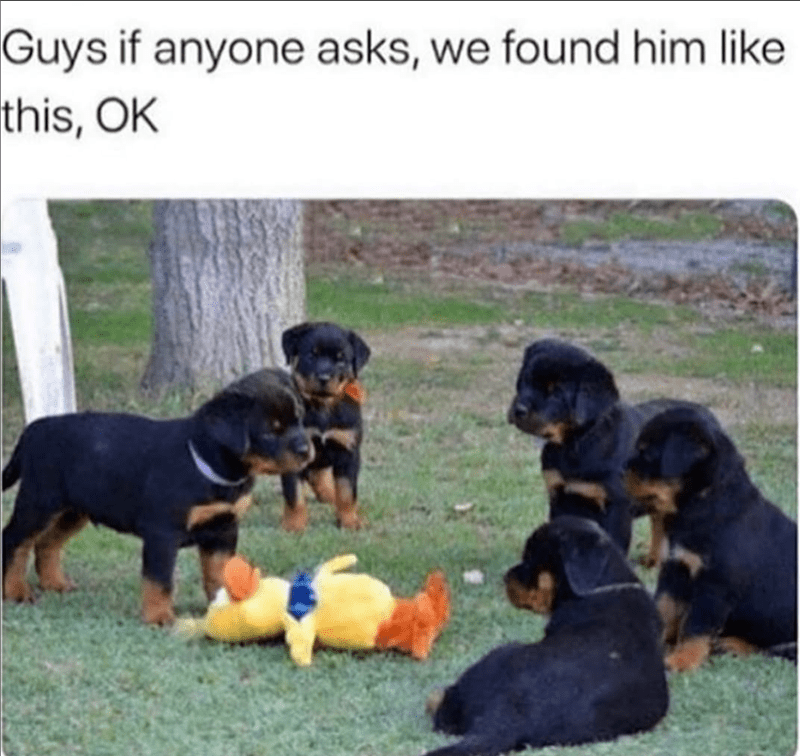 23 Captivating Canine Memes To Play Fetch With During Your Lunch Break