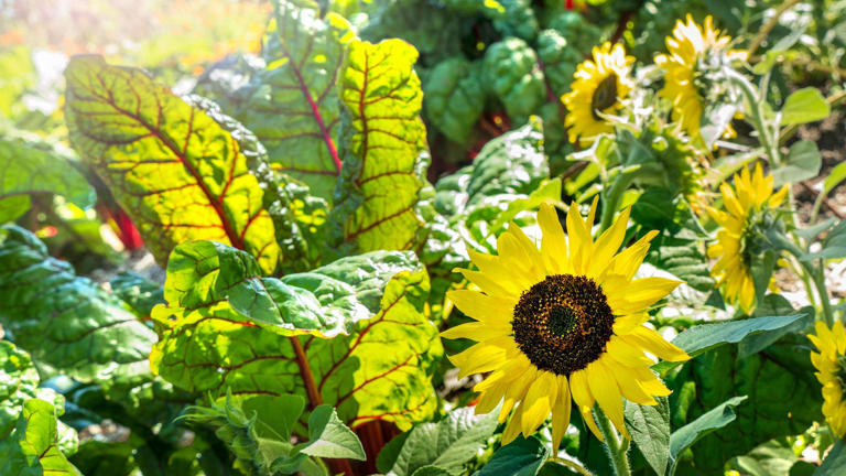 7 of the best edible plants for chaos gardening – to add an ornamental ...
