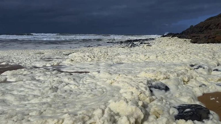 Toxic foam and dead fish force beach closures in South Australia