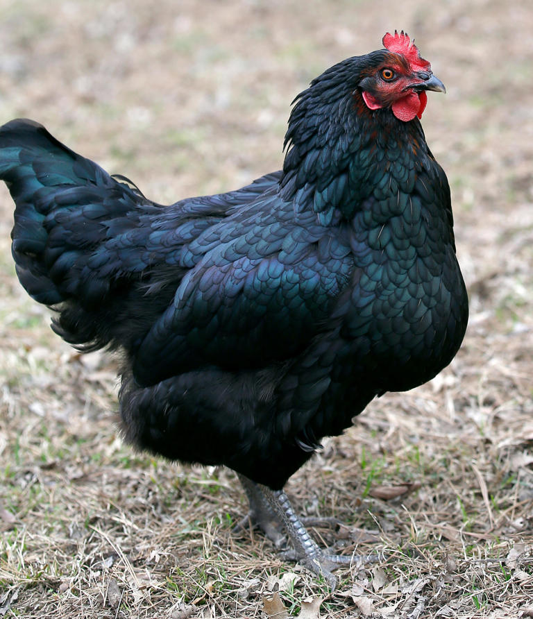 Fresh eggs at home? What to consider before getting chickens