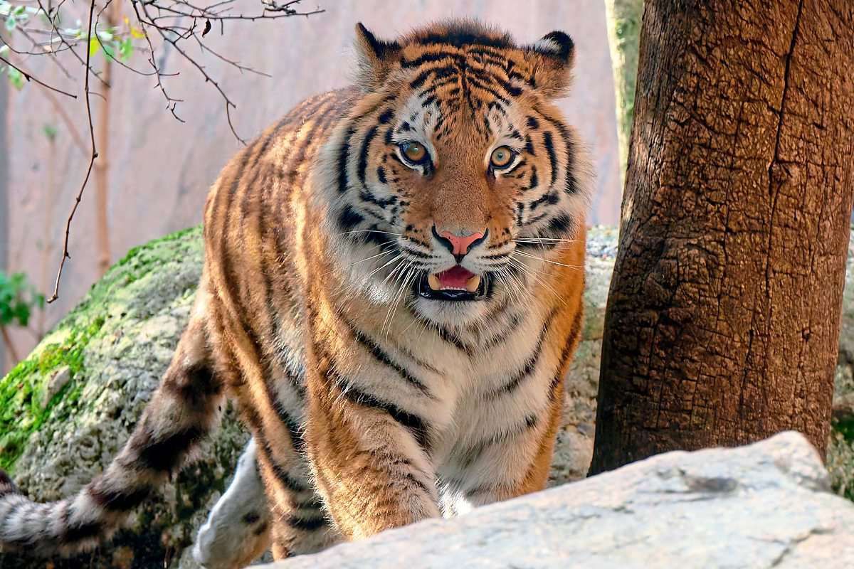 Sibirisches Tiger-Weibchen tigert durch Tiergarten Schönbrunn