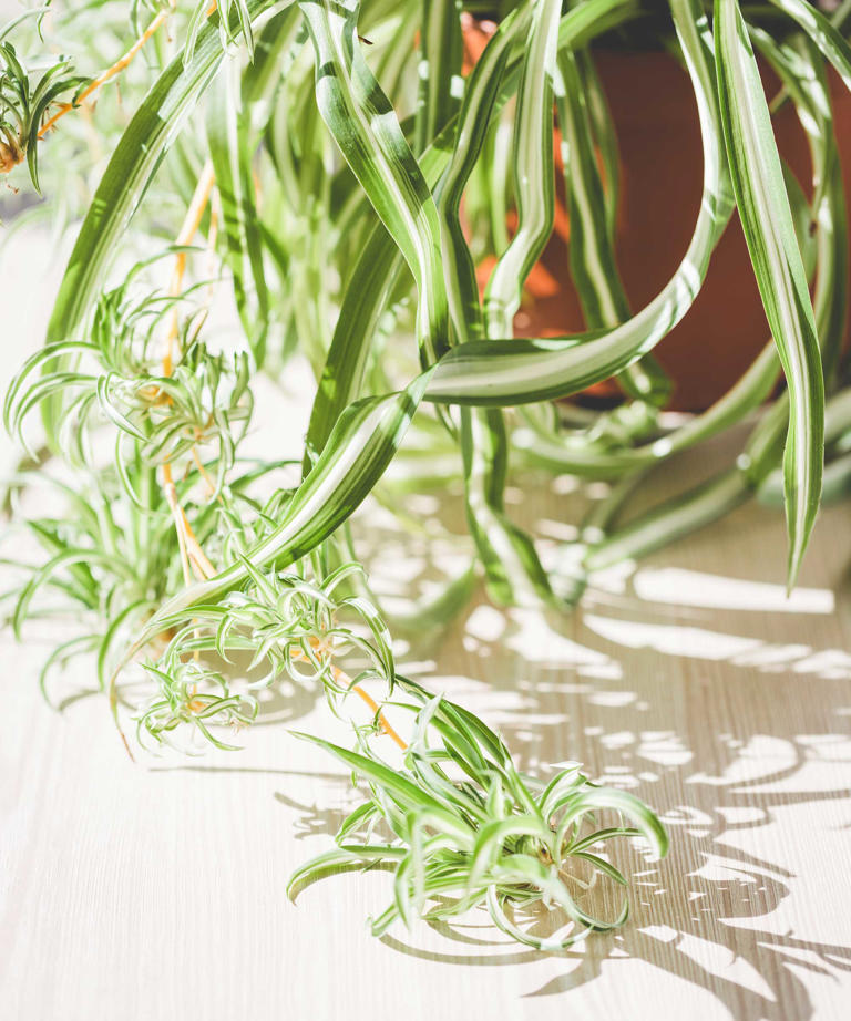 What to do with a spider plant in June for faster growth, greener ...