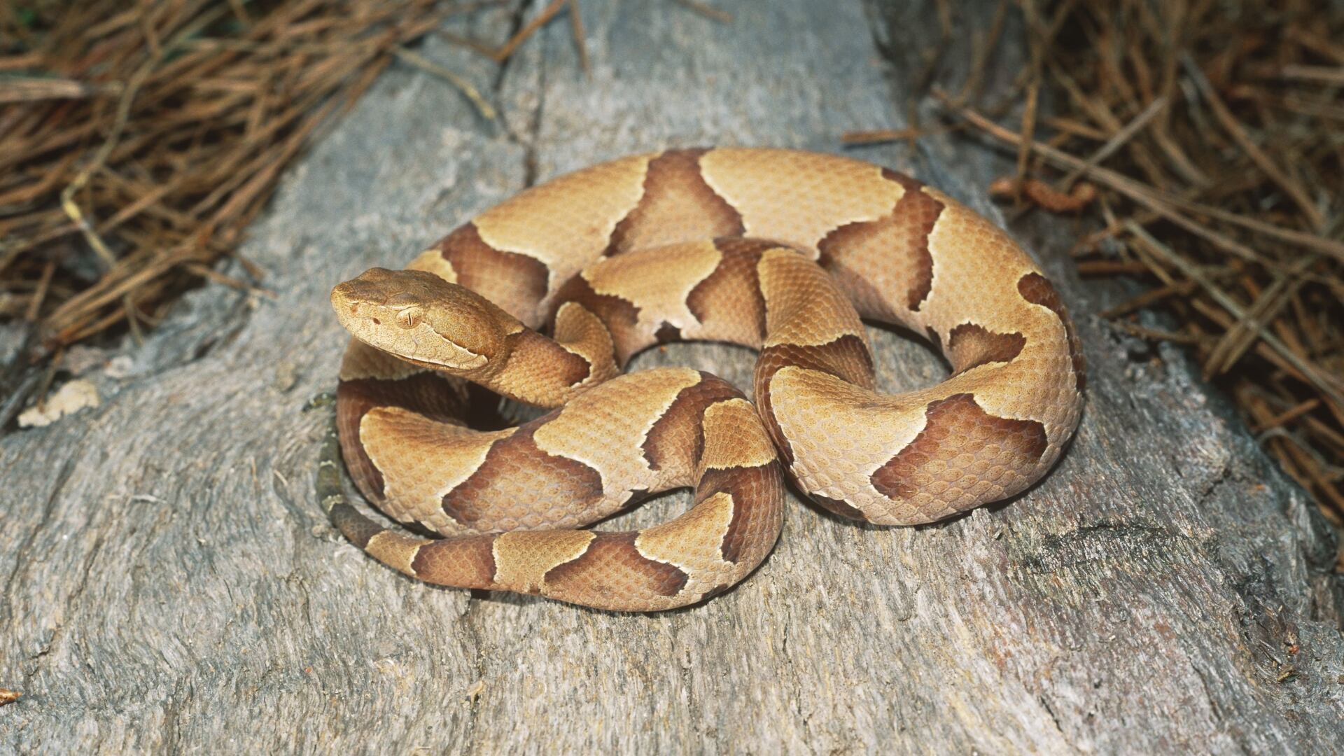 Snake bite season has arrived. Here’s what to do if you’re bitten by a ...