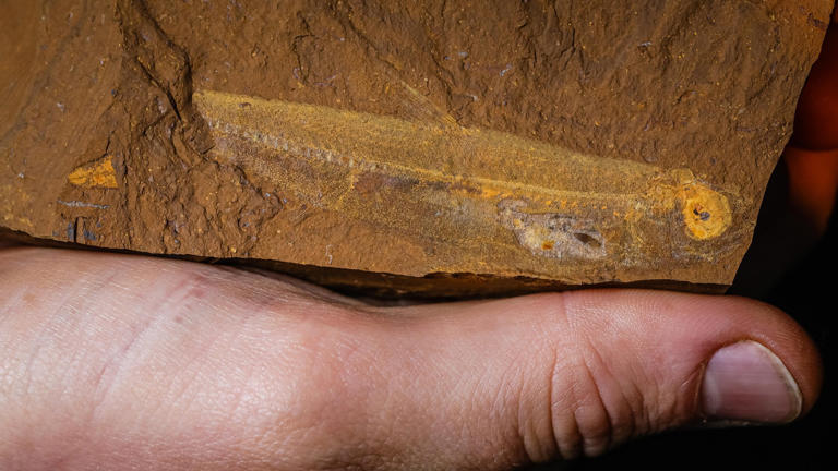 15-million-year-old fossil fish discovered in central NSW reveals ...