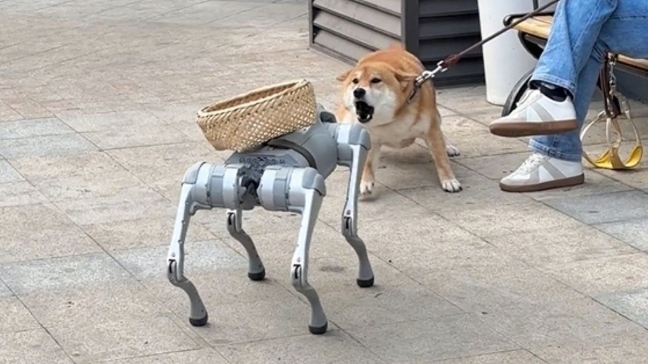 Hund möter robothund på gatan - visar vem som bestämmer