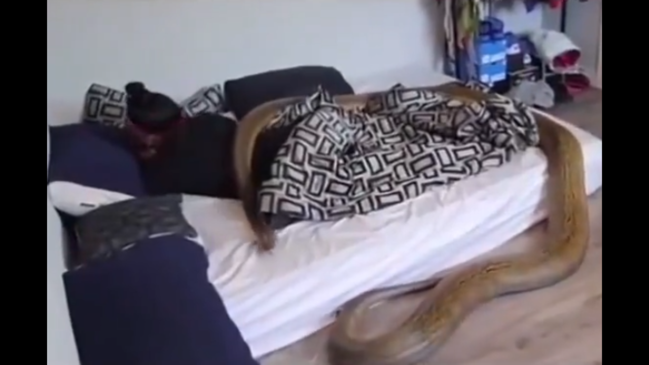 Woman Wakes Up To Massive Python On Her Bed! Spine-Chilling Viral Video Leaves Internet Terrified