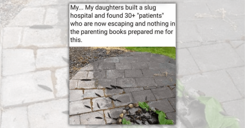 22 Adorable Animal Memes to Keep You Chuckling and Howling Through the ...