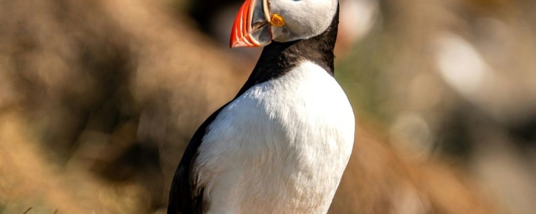 Ubuntu 25.04 abiliterà NVIDIA Dynamic Boost di default