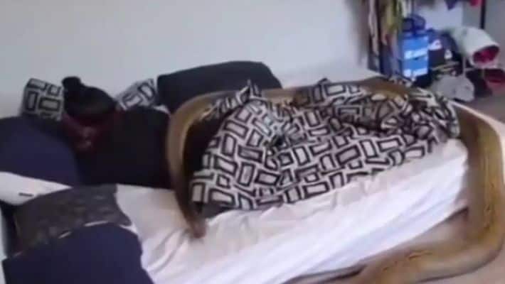 Python Viral Video: बेड़ पर अजगर को साथ सोया देख महिला के उड़े होश, पहले लगाई चीख, फिर...