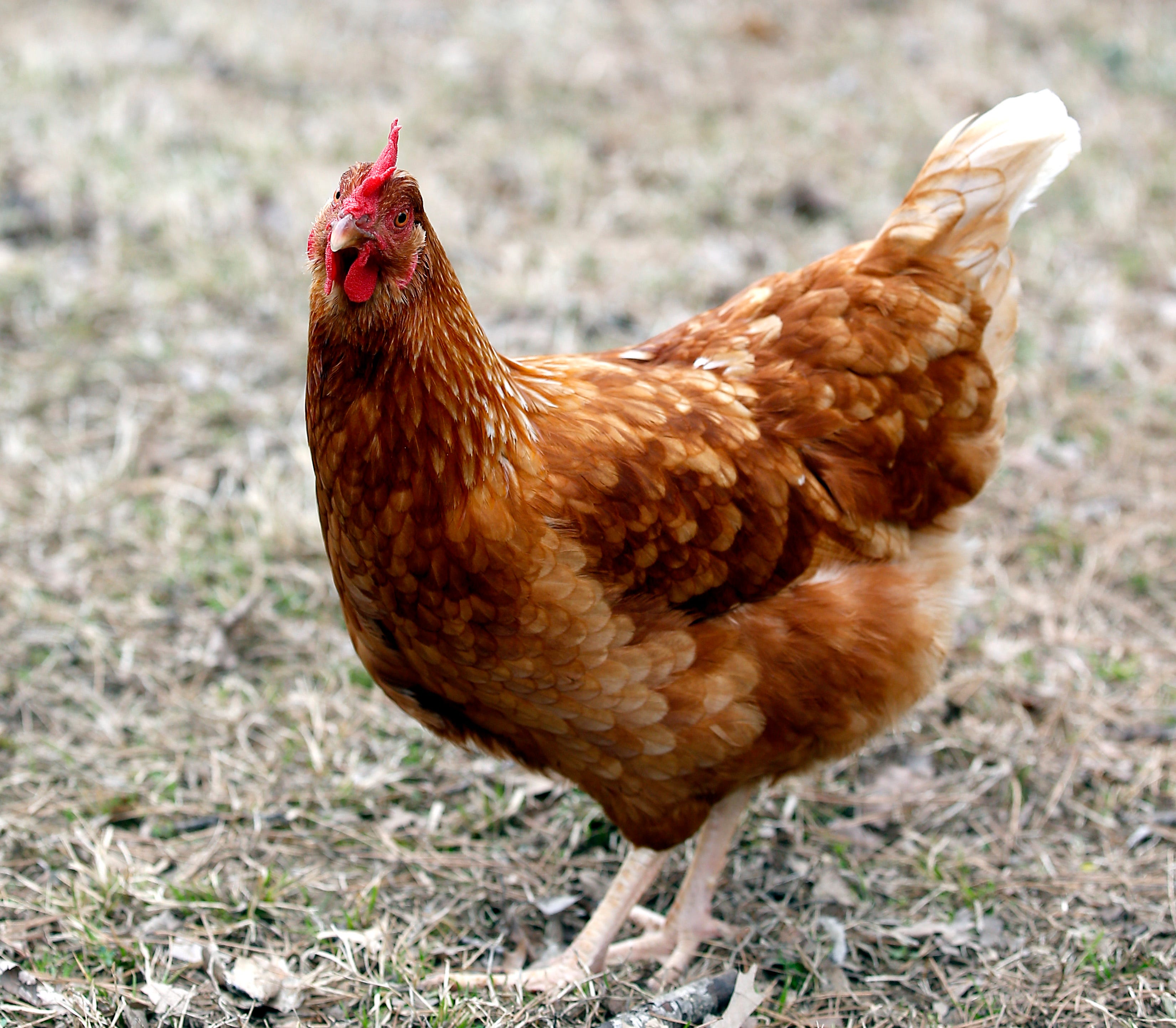 Lafayette chickens ordinance moves forward; final vote to come in September