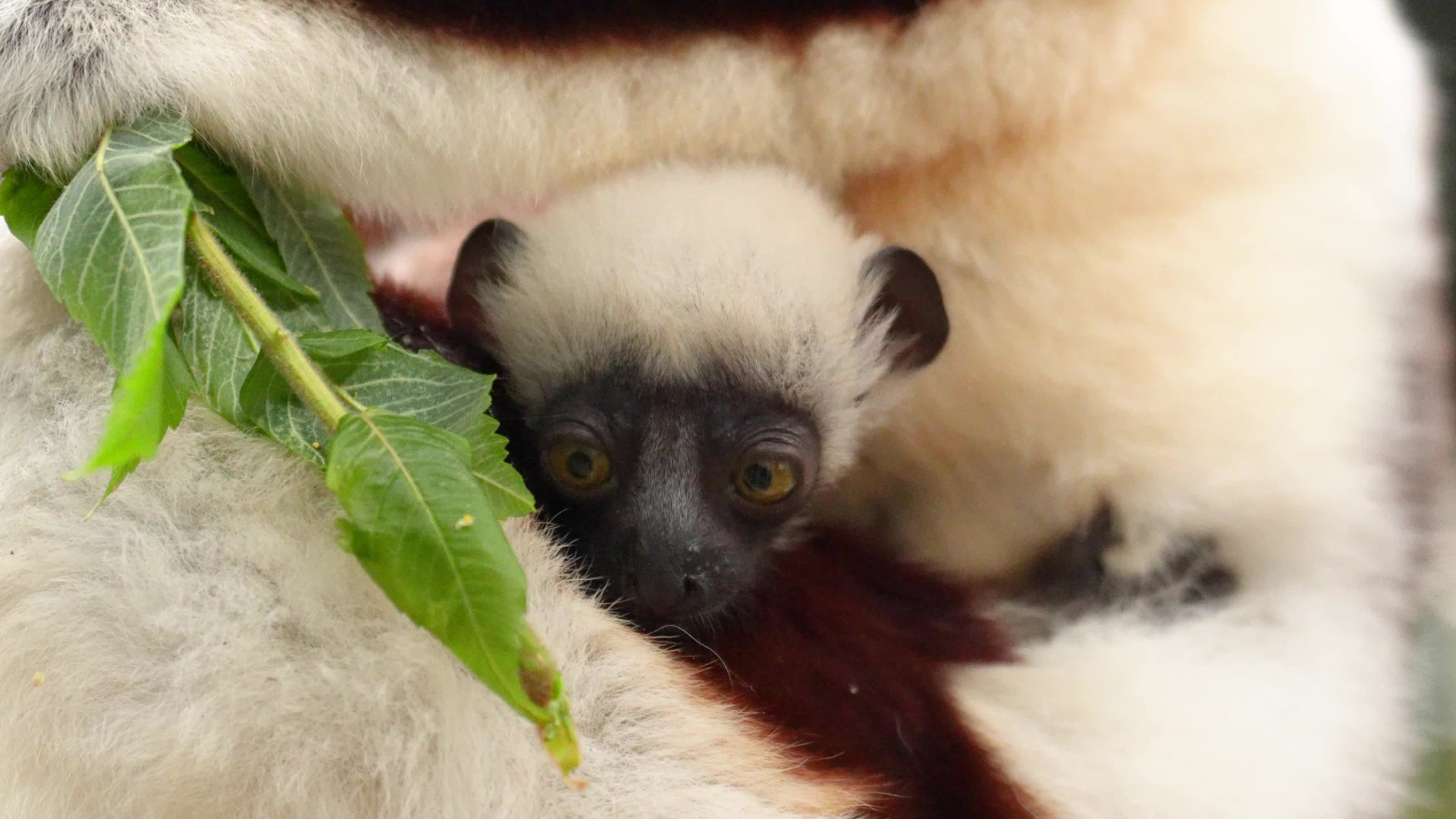 Un adorable bébé lémurien danseur est né au zoo de Chester