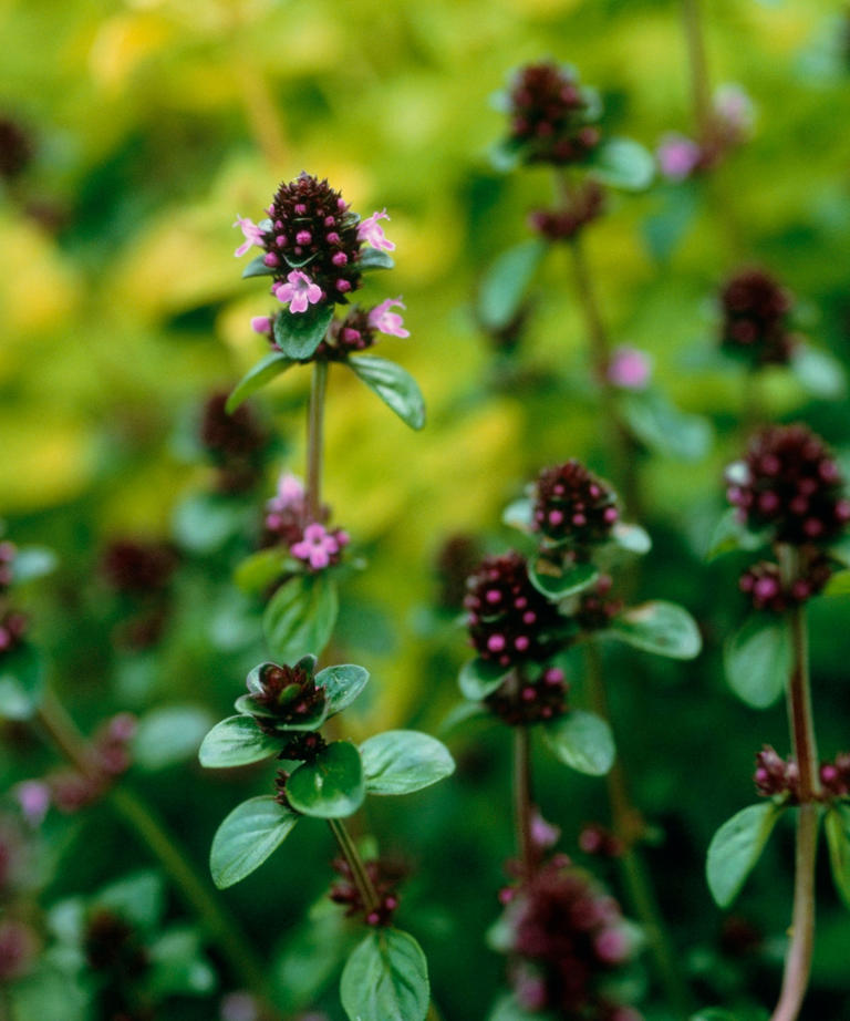 Don't remove these herb flowers in June: they'll attract bees ...