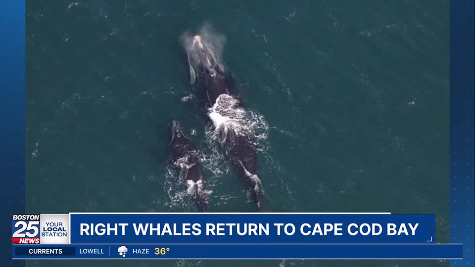 Right whales returning to Cape Cod Bay in larger numbers than previous ...