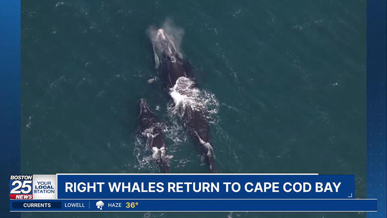Right whales returning to Cape Cod Bay in larger numbers than previous ...