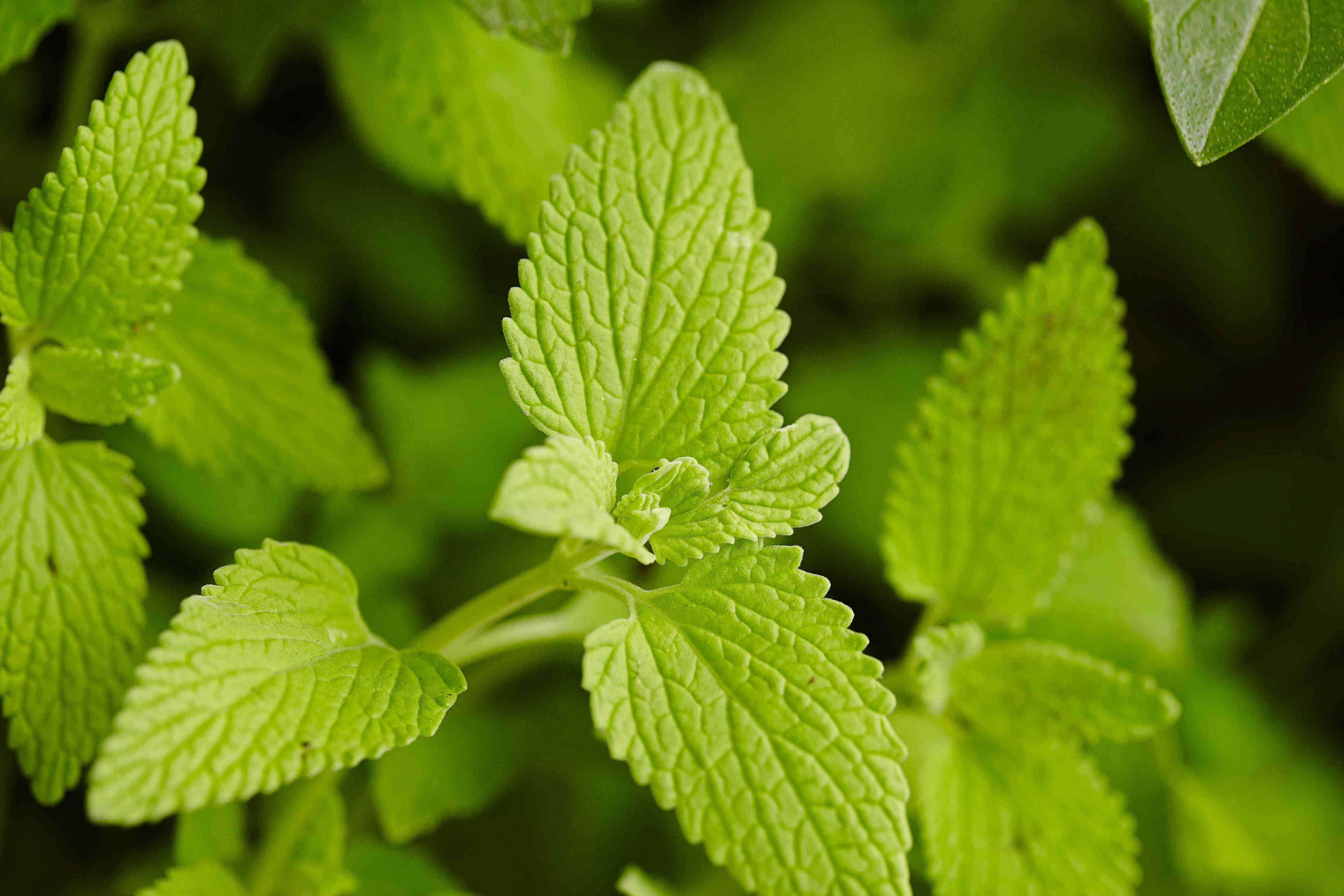 Is Mint a Perennial That Can Survive Winter? Here's What to Know