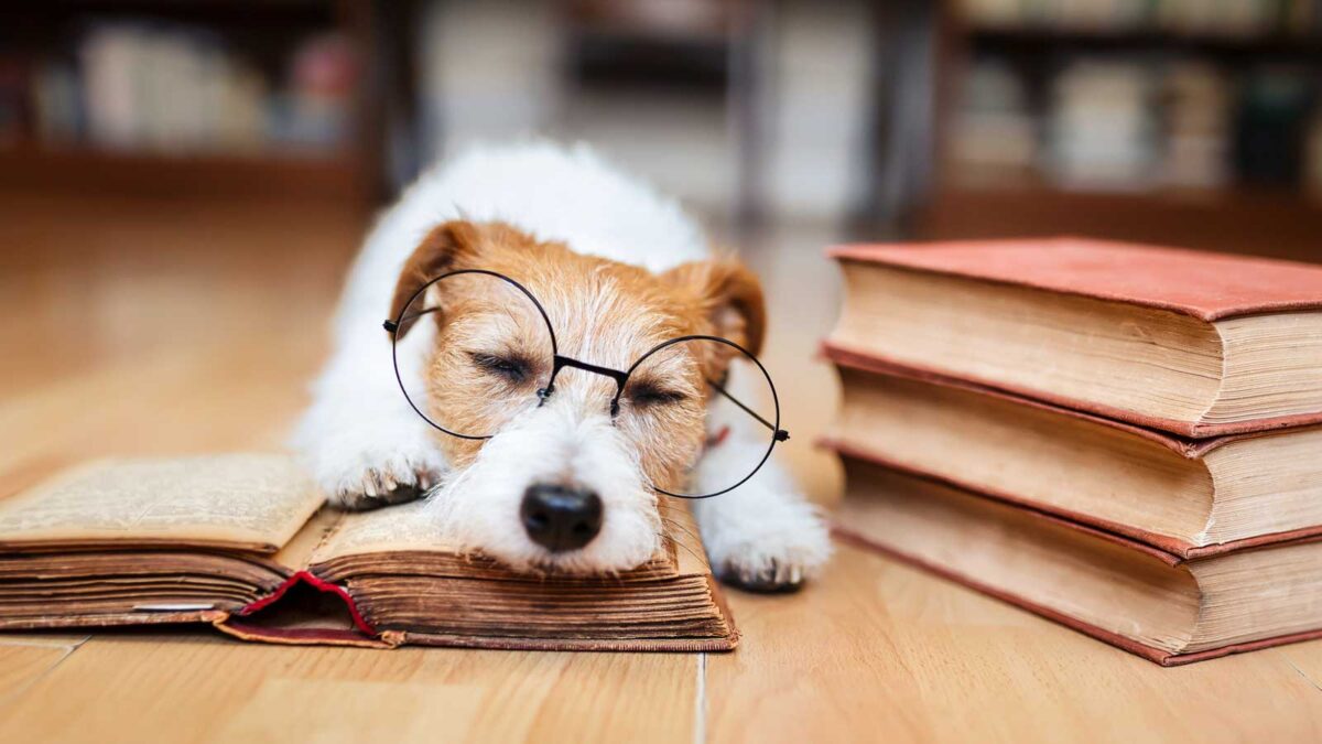 12 Dog Breeds That Are Smarter Than You Think