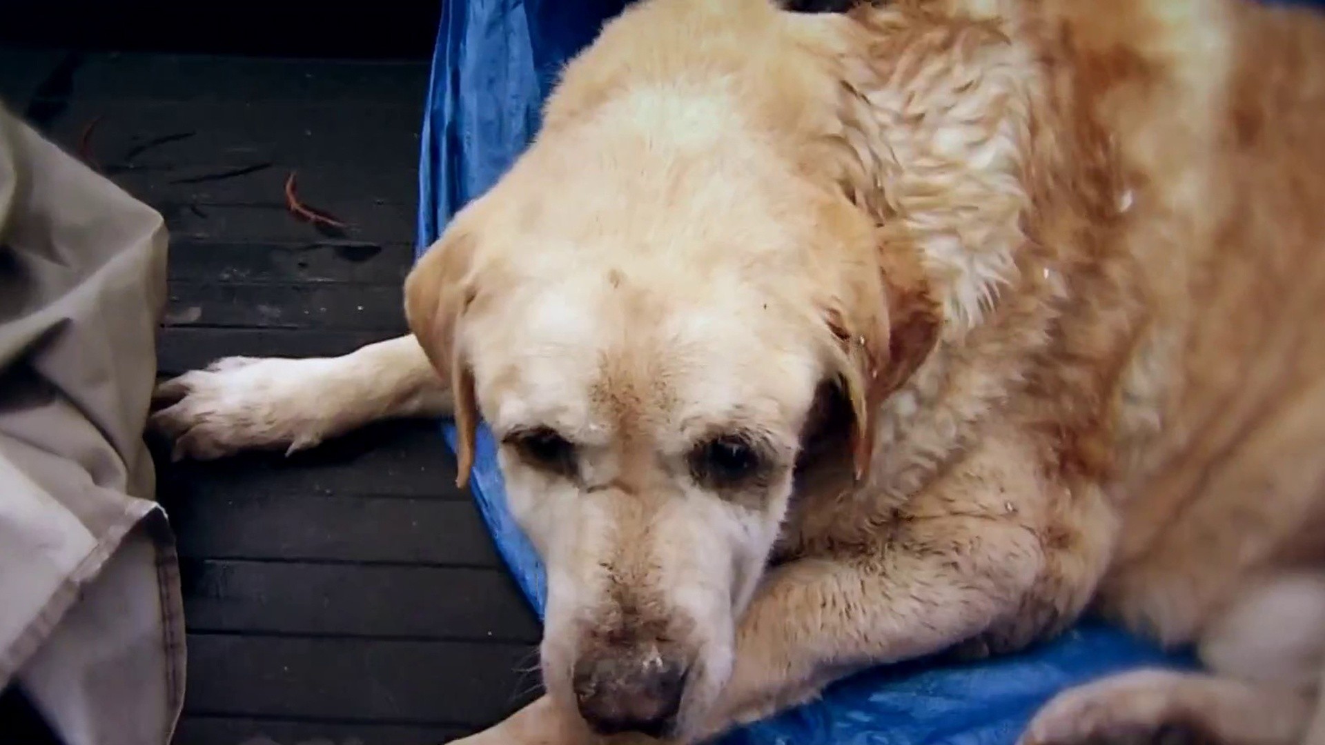 Lawmaker introduces bill to help save pets during natural disasters