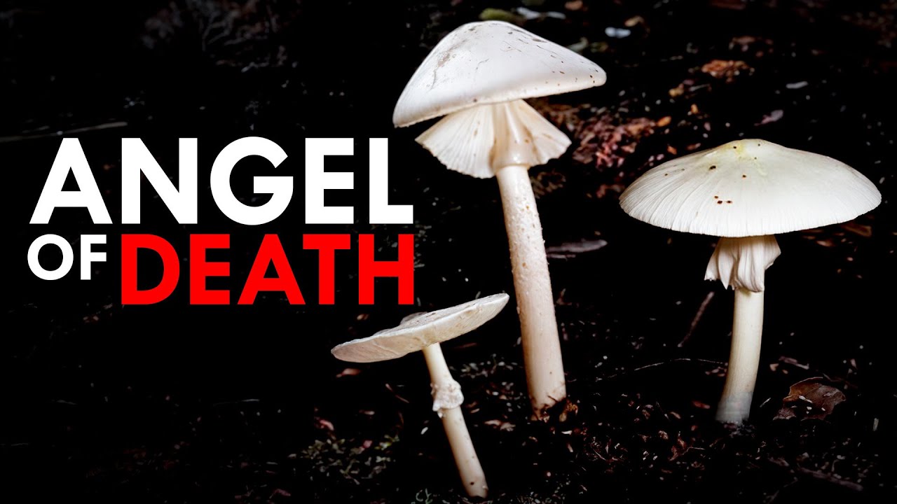 The Deadliest Fungi