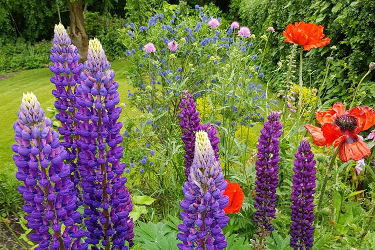 Google reviews: Look forward to spring with top nine gardeners in ...