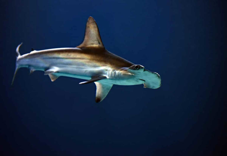 Shark Fishing is Pushing Some Species to the Brink of Extinction