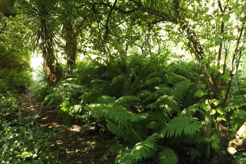 World-renowned Devon forest garden dubbed 'irreplaceable' served leave ...