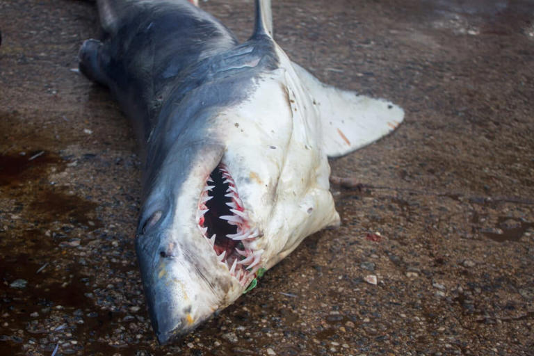 Shark Fishing is Pushing Some Species to the Brink of Extinction
